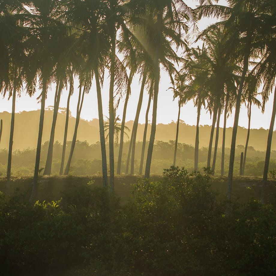 Côte de la découverte – Réserves de la forêt atlantique - Réserves ...