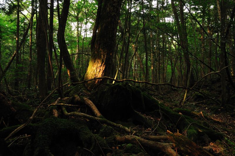 Aokigahara - Forêt près du Mont Fuji, Japon
