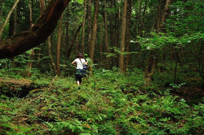 Aokigahara - Forêt près du Mont Fuji, Japon