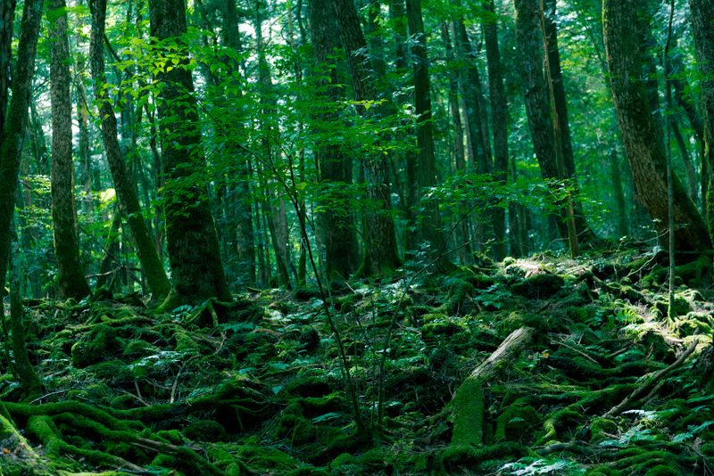 Aokigahara - Forêt près du Mont Fuji, Japon