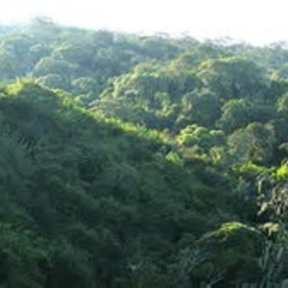 Sambisa Forest - Forest reserve in Borno State, Nigeria