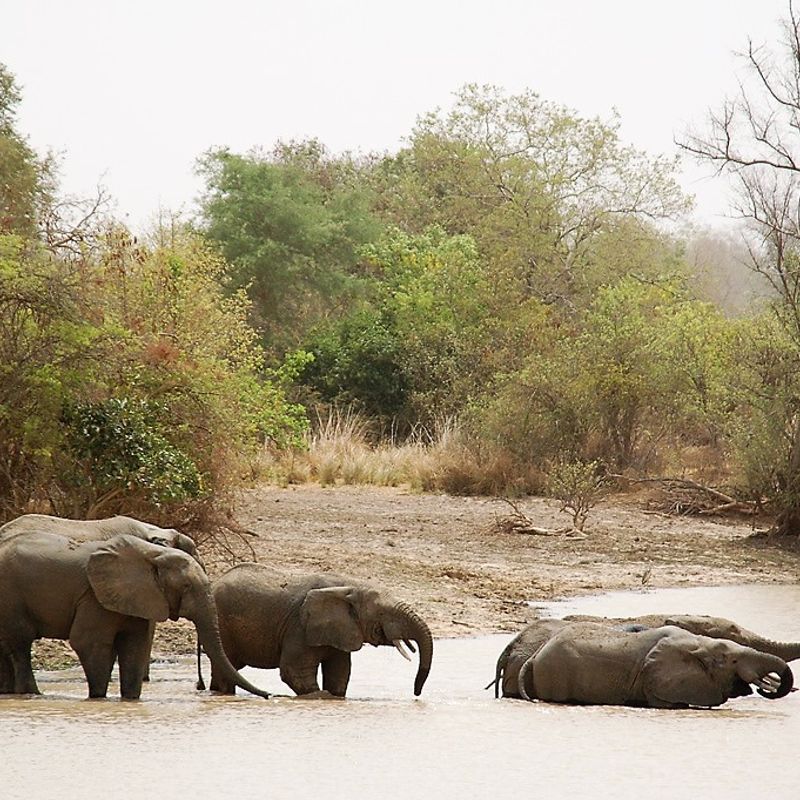 Parc national du W - Réserve de biosphère au Niger et au Bénin, Afrique ...